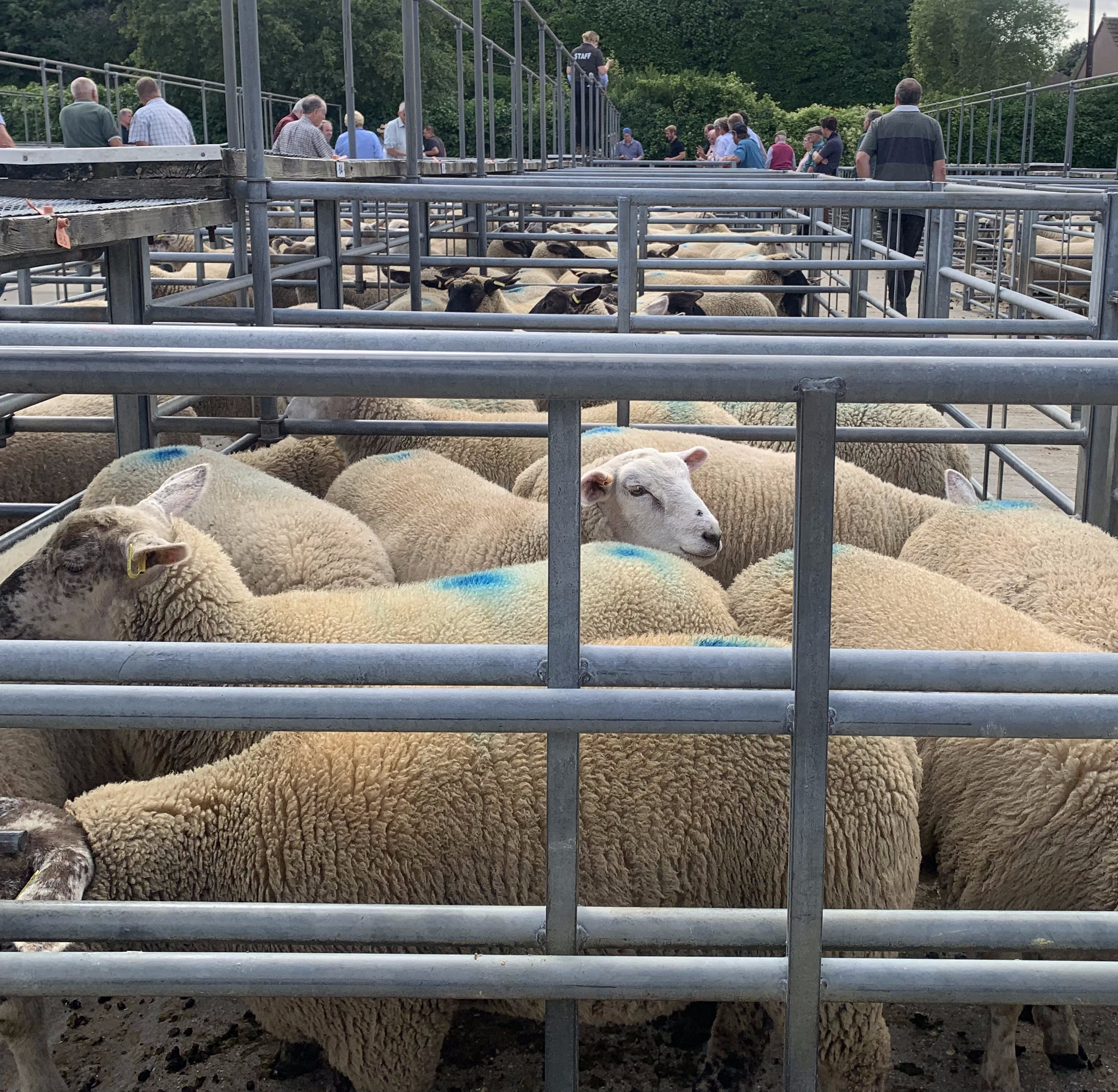 1000+ Prime lamb auction milestone reached | Masons & Partners LLP