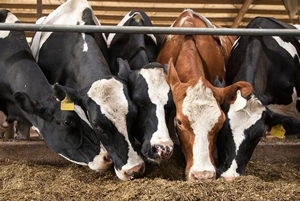 News | Robot Milked Cows in demand at SAC Spring Fever Sale